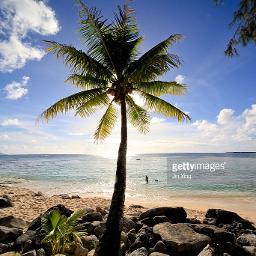 Coconut Tree - Song Lyrics and Music by Mohombi arranged by _BB_G on ...