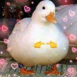 Un Pato - Song Lyrics and Music by Starrrrr arranged by Guadii_ on ...