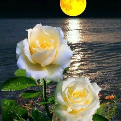 Sunil Shantha | සුනිල් ශාන්ත - Kokilayange kokila nade | කෝකිලයන්ගේ ...