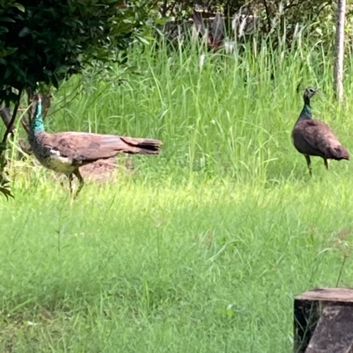 Rookantha Gunathilaka | රූකාන්ත ගුණතිලක - Anatha maruthe | අනාත මාරුතේ ...